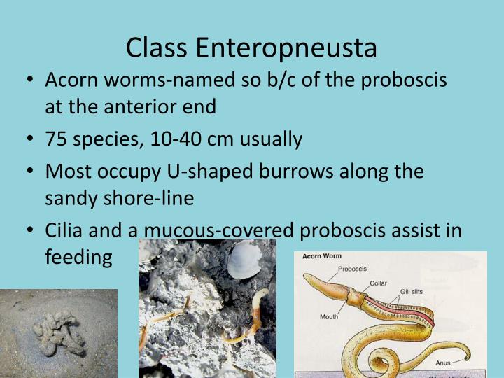 PPT - Hemichordata Invertebrate Chordates PowerPoint Presentation - ID ...