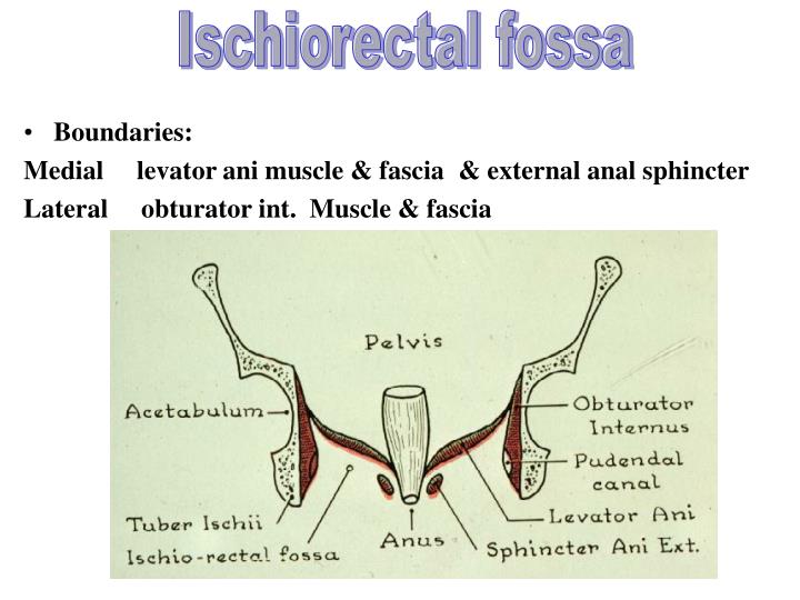 PPT - Perineum PowerPoint Presentation - ID:6894073