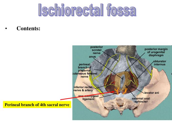 PPT - Perineum PowerPoint Presentation - ID:6894073