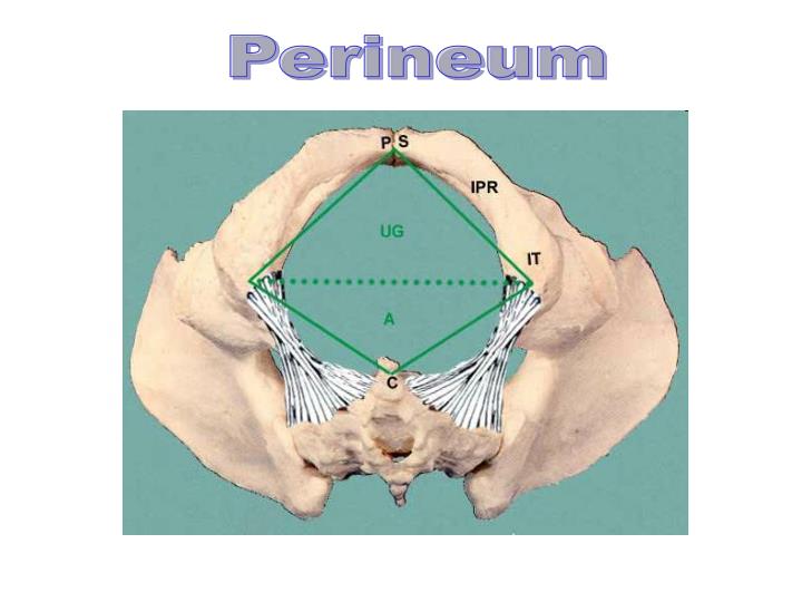 PPT - Perineum PowerPoint Presentation - ID:6894073