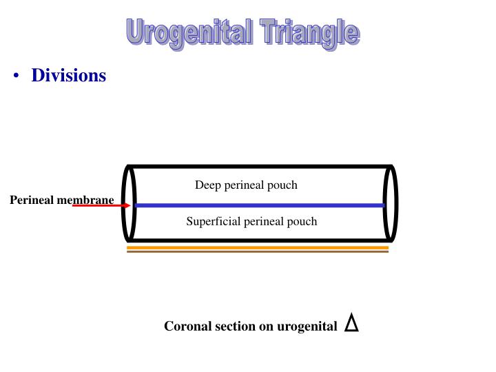 PPT - Perineum PowerPoint Presentation - ID:6894073