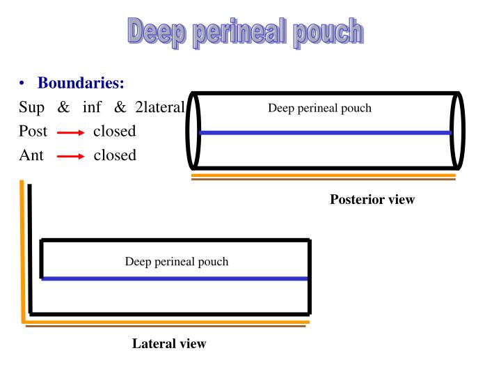 PPT - Perineum PowerPoint Presentation - ID:6894073