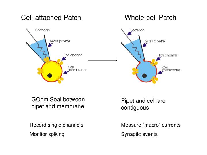 PPT - Whole-cell vs Cell-attached patch Current Clamp Components of an ...