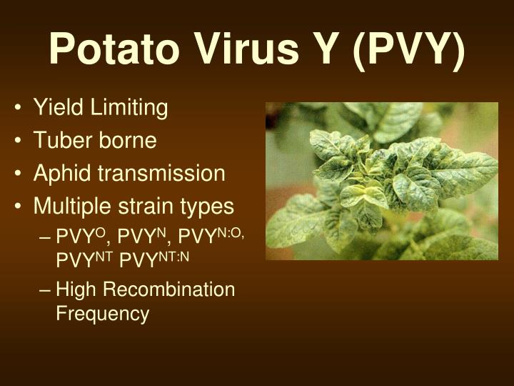 PPT - Seed Potato Production in Montana PowerPoint Presentation - ID ...