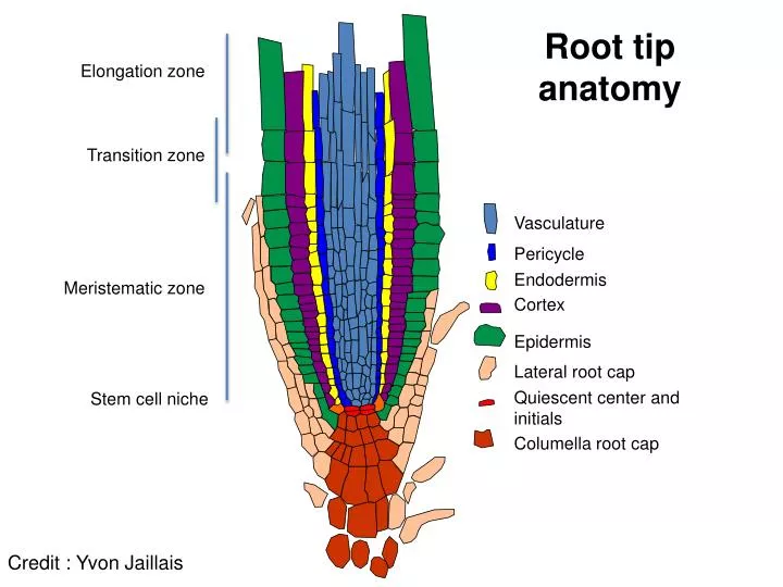 PPT - Elongation zone PowerPoint Presentation, free download - ID:6894456