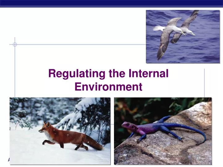 PPT - Regulating the Internal Environment PowerPoint Presentation, free ...