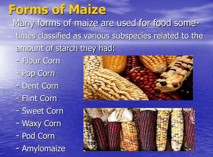 PPT - CORN PowerPoint Presentation - ID:6895204