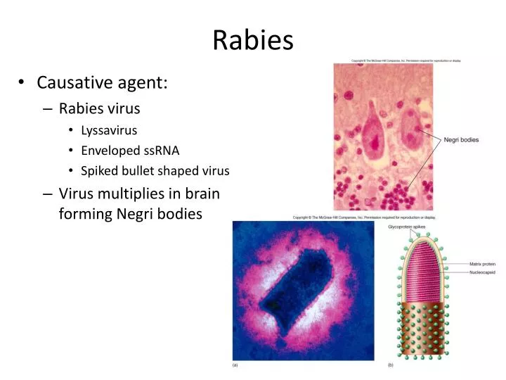 PPT - Rabies PowerPoint Presentation, free download - ID:6897541