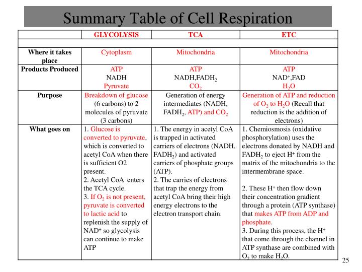 PPT - Marieb’s Human Anatomy and Physiology Ninth Edition PowerPoint ...