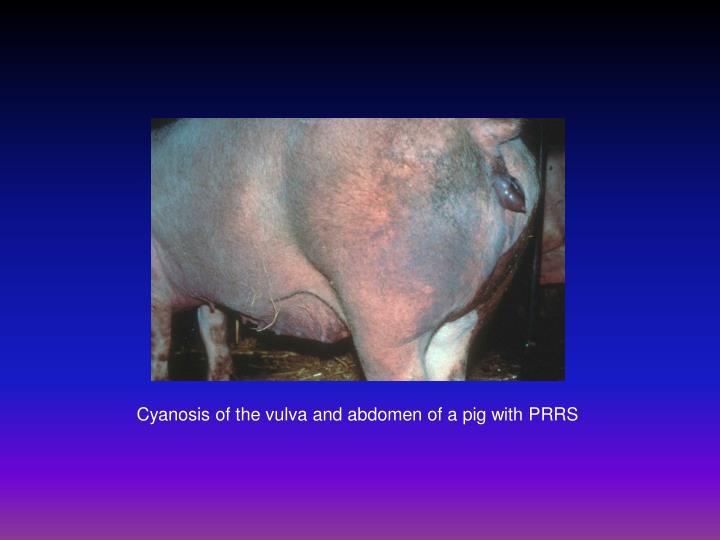PPT - PRRS 豬繁殖及呼吸道綜合症 PowerPoint Presentation - ID:6897862