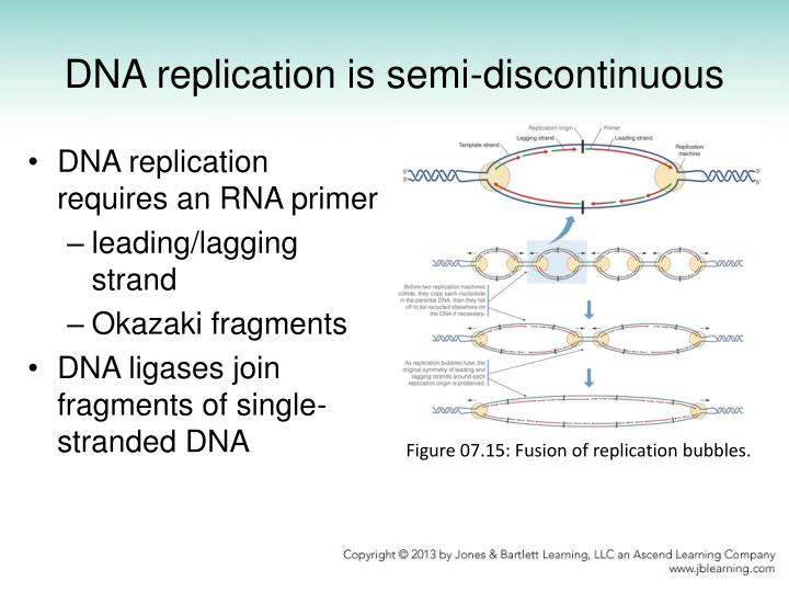 PPT - Fundamentals of Cell Biology PowerPoint Presentation - ID:6899070
