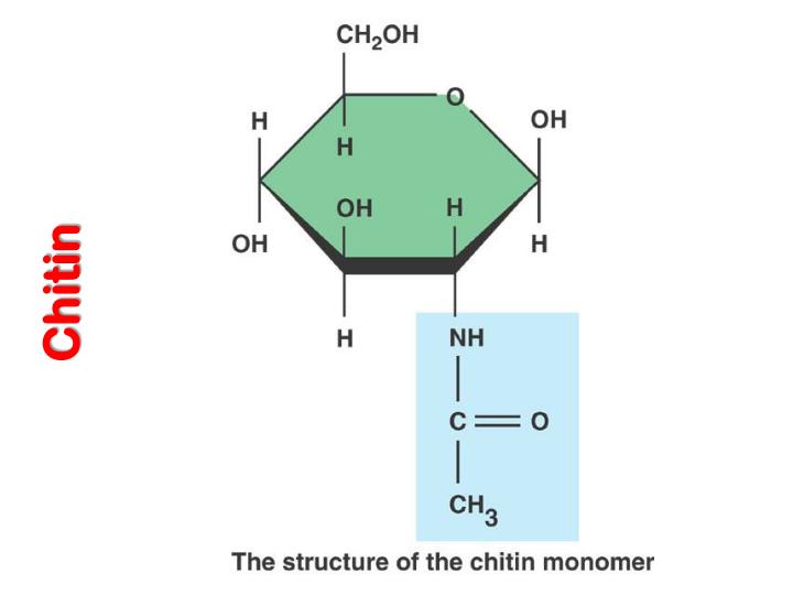 PPT - Poly saccharides PowerPoint Presentation - ID:6899297