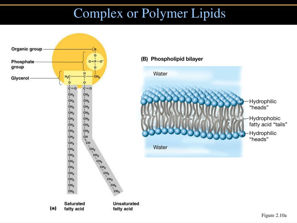PPT - The Chemistry of Life PowerPoint Presentation, free download - ID ...