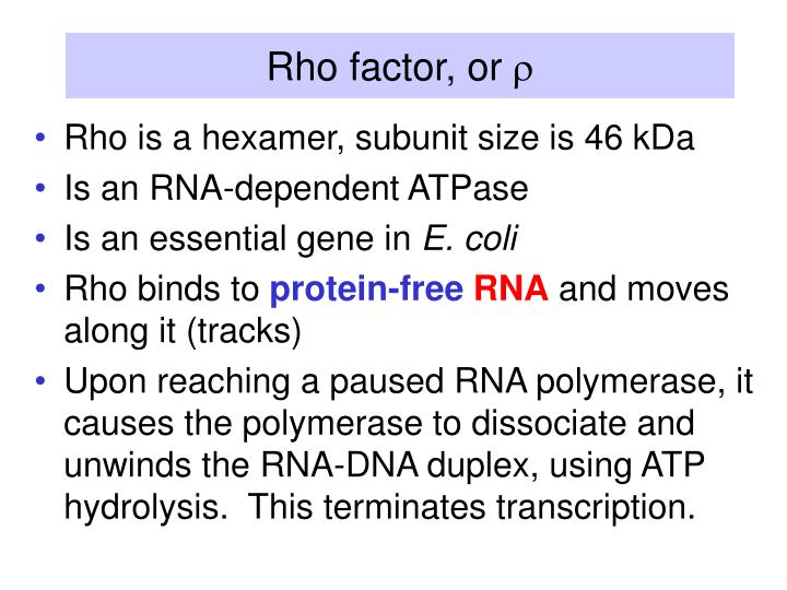 PPT - Elongation and Termination of Transcription PowerPoint ...