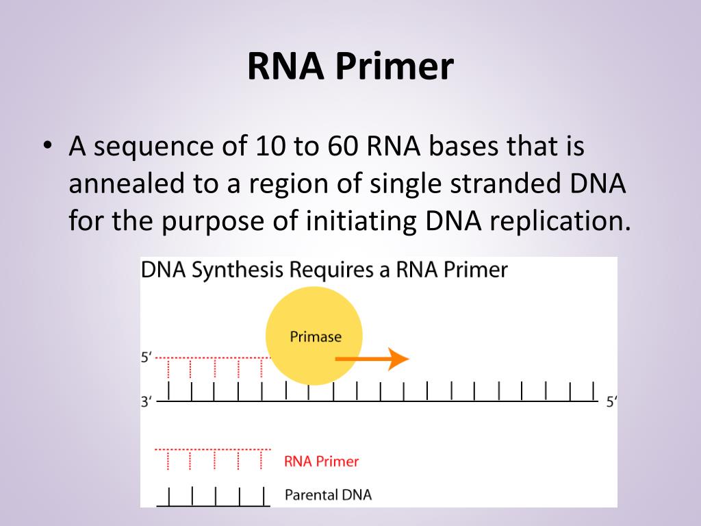 PPT - DNA Replication PowerPoint Presentation, free download - ID:6899779 PPT - DNA Replication PowerPoint Presentation, free download - ID:6899779