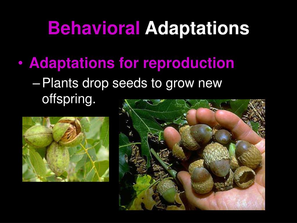 Plant Responses And Adaptations Plant Adaptations Ada Vrogue co Plant Responses And Adaptations Plant Adaptations Ada Vrogue co
