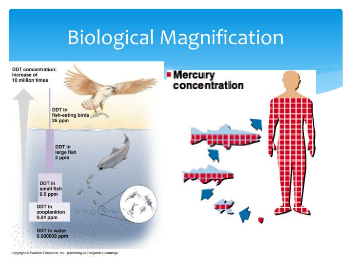 PPT - Freshwater Pollution PowerPoint Presentation - ID:6899931