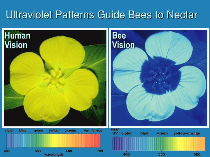 PPT - Flowers Laboratory PowerPoint Presentation - ID:6900468