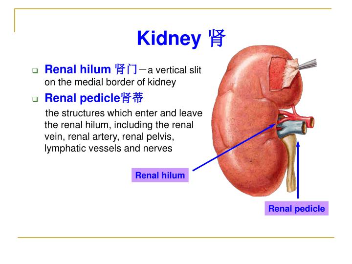 PPT - The Urinary System 泌尿系统 PowerPoint Presentation - ID:6901505