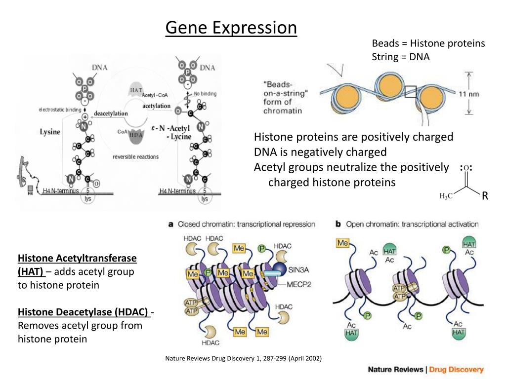 PPT - Fusion Genes in Cancer Wednesday, June 27th PowerPoint ...