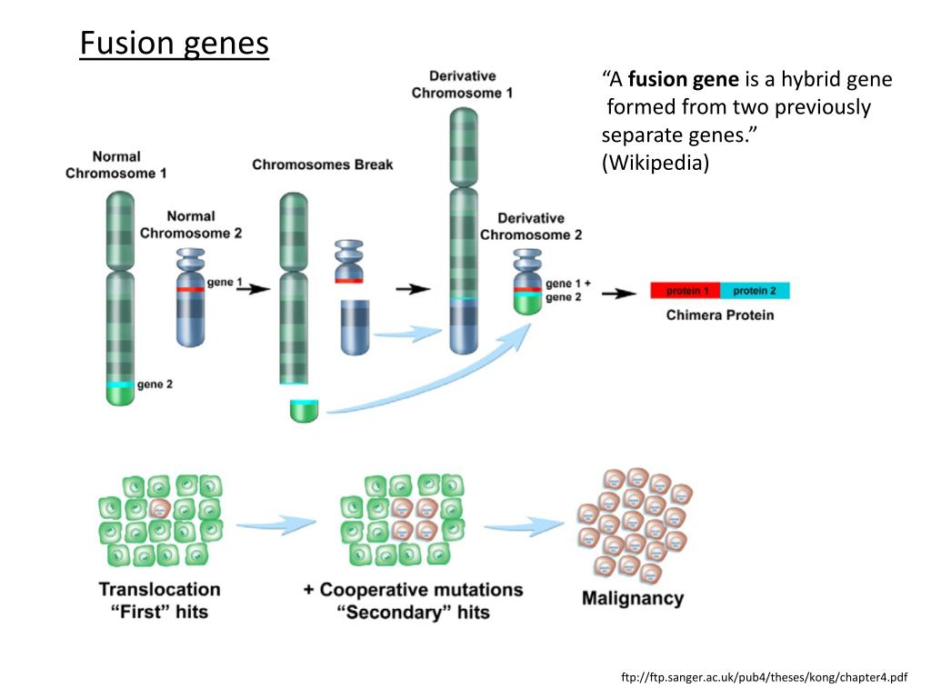 PPT - Fusion Genes in Cancer Wednesday, June 27th PowerPoint ...