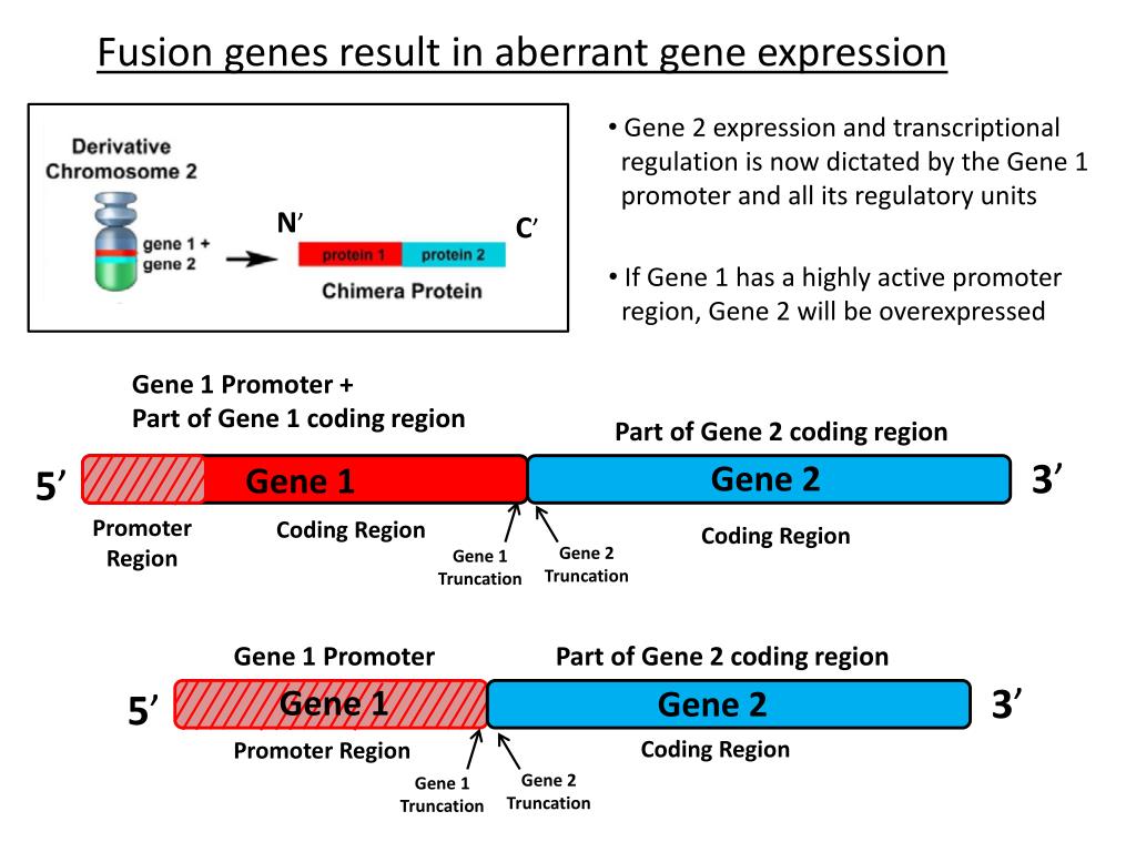 PPT - Fusion Genes in Cancer Wednesday, June 27th PowerPoint ...