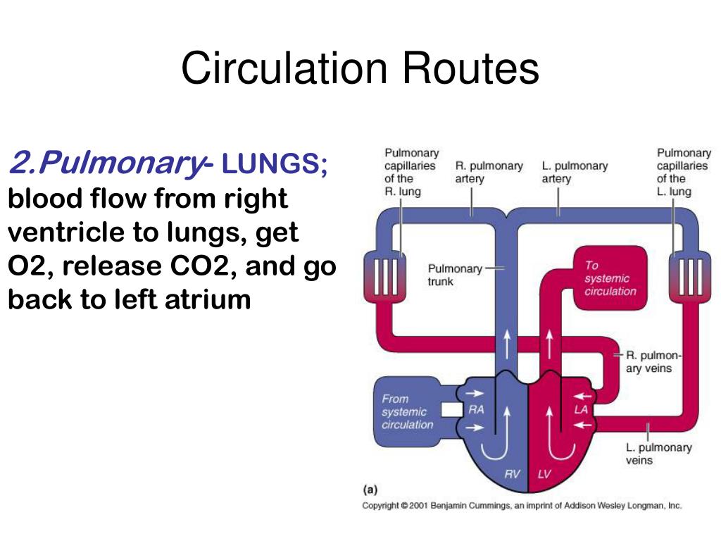 PPT - Blood vessels: Plumbing of the people PowerPoint Presentation ...