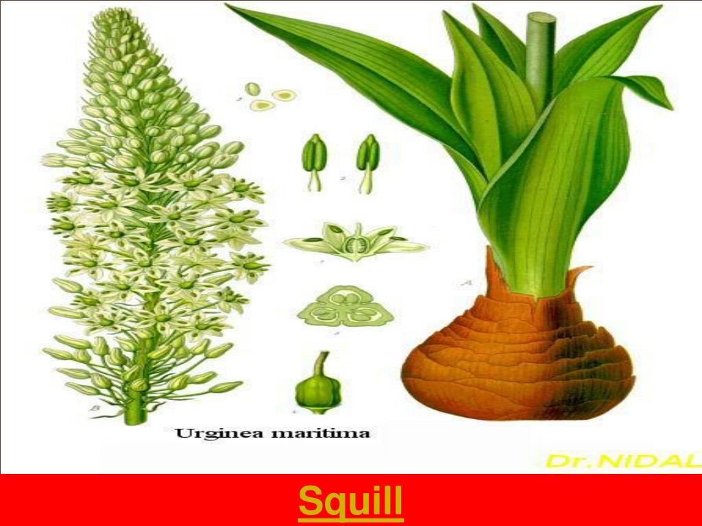PPT - Squill bulb leaves Medical plant names. Description & origin ...