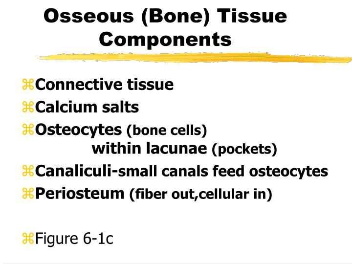 PPT - Osseous Tissue & Skeletal Structure PowerPoint Presentation - ID ...