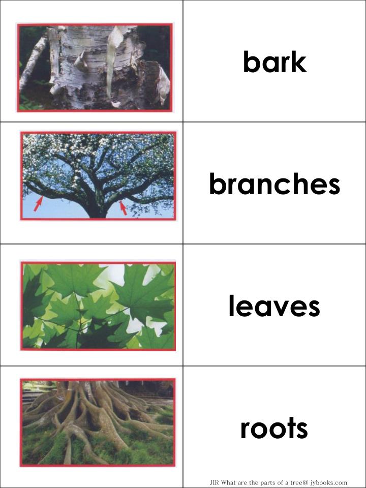 PPT - What are the parts of a tree? PowerPoint Presentation - ID:6902181