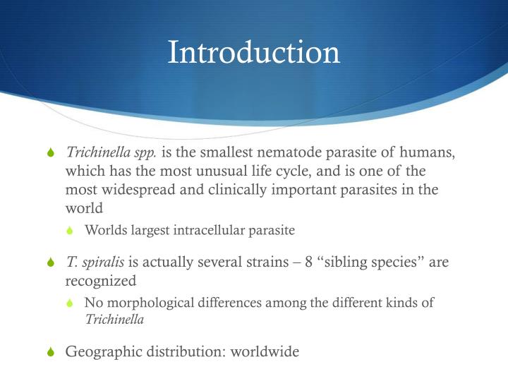 PPT - Trichinella spiralis PowerPoint Presentation - ID:6902835