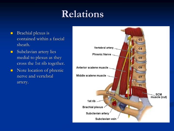 PPT - Supraclavicular and Interscalene Blocks PowerPoint Presentation ...