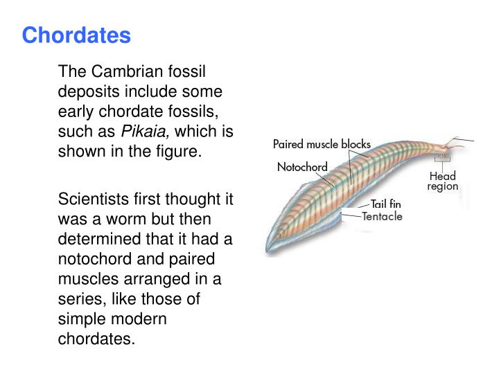 PPT - The Cladogram of Animals PowerPoint Presentation - ID:6903272