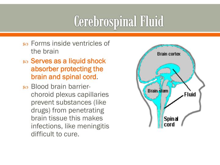 PPT - Coverings of the Brain (Meninges) PowerPoint Presentation - ID ...