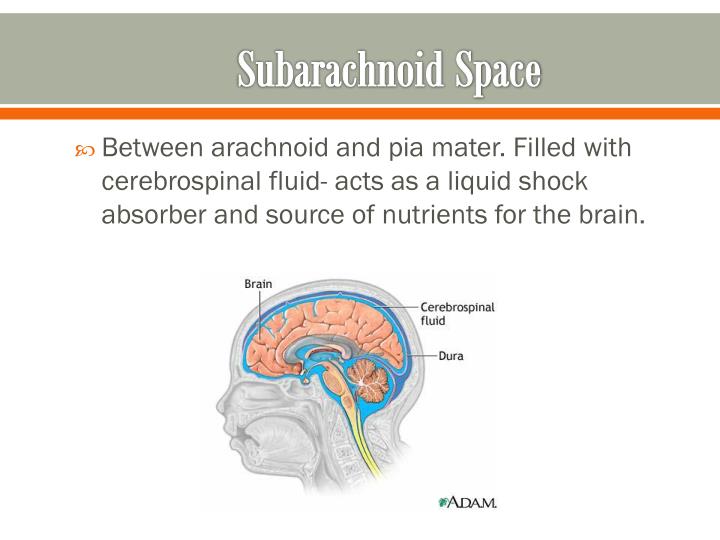 PPT - Coverings of the Brain (Meninges) PowerPoint Presentation - ID ...