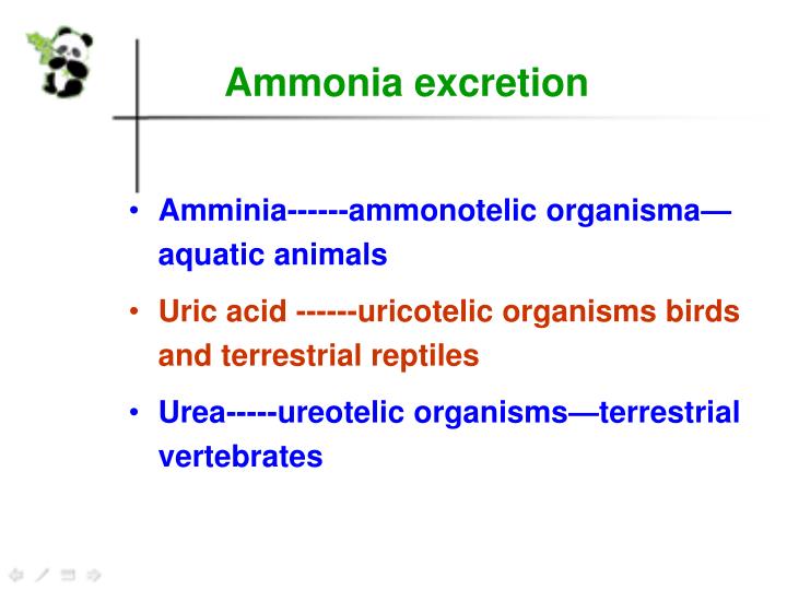 PPT - Section M Nitrogen Metabolism PowerPoint Presentation - ID:6903968