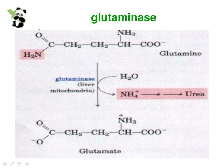 PPT - Section M Nitrogen Metabolism PowerPoint Presentation - ID:6903968