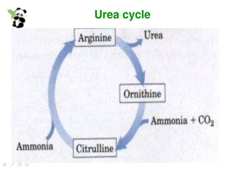 PPT - Section M Nitrogen Metabolism PowerPoint Presentation - ID:6903968