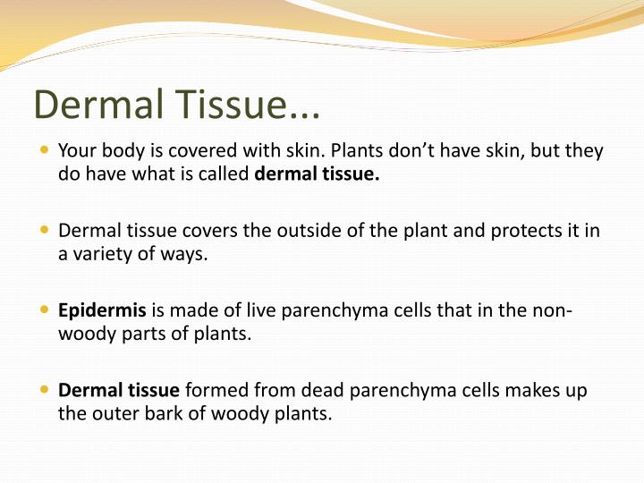 PPT - Plant Tissues & Basic Cell Types PowerPoint Presentation - ID:6904138