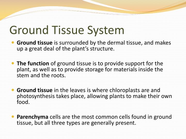 PPT - Plant Tissues & Basic Cell Types PowerPoint Presentation - ID:6904138