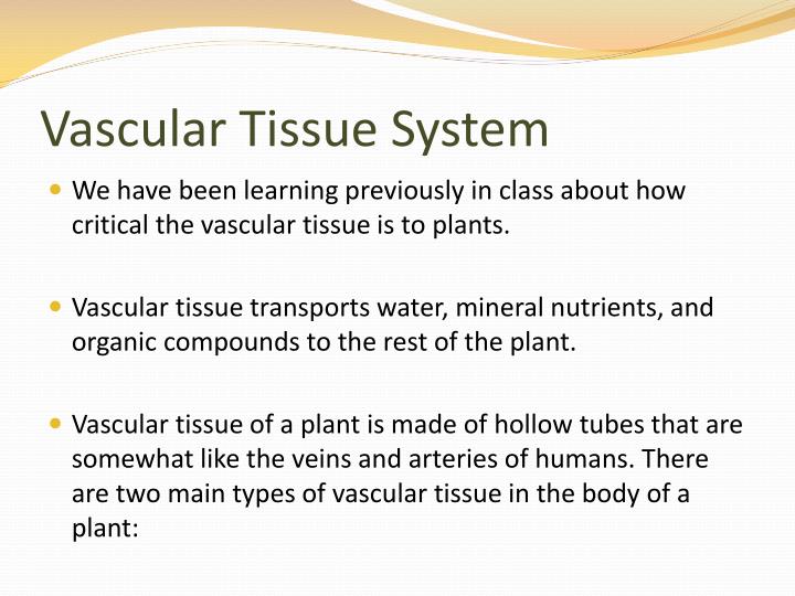 PPT - Plant Tissues & Basic Cell Types PowerPoint Presentation - ID:6904138