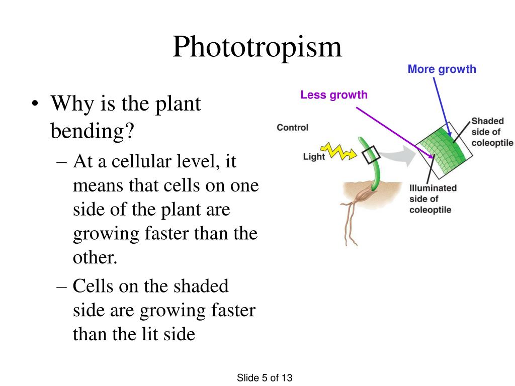 PPT - Phototropism and Plant Hormones PowerPoint Presentation, free ...