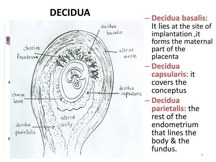 PPT - By Prof. Saeed Makarem PowerPoint Presentation - ID:6904424
