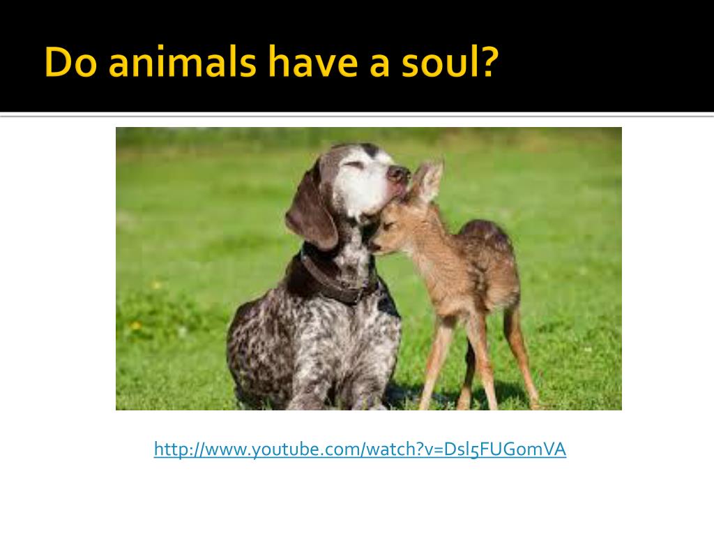 PPT - World Animal Day Do all animals have souls? PowerPoint ...