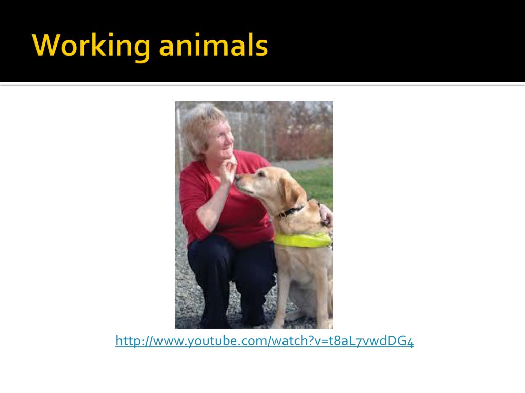 PPT - World Animal Day Do all animals have souls? PowerPoint ...