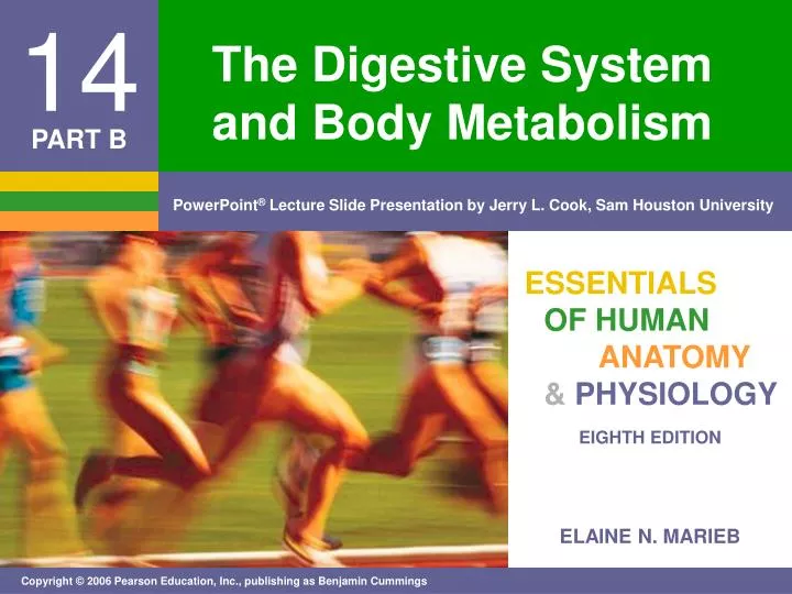 PPT - The Digestive System and Body Metabolism PowerPoint Presentation ...