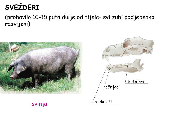PPT - Sjeti se svog kućnog ljubimca... PowerPoint Presentation - ID:6904937