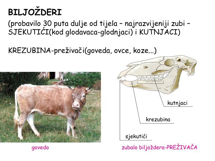 PPT - Sjeti se svog kućnog ljubimca... PowerPoint Presentation - ID:6904937