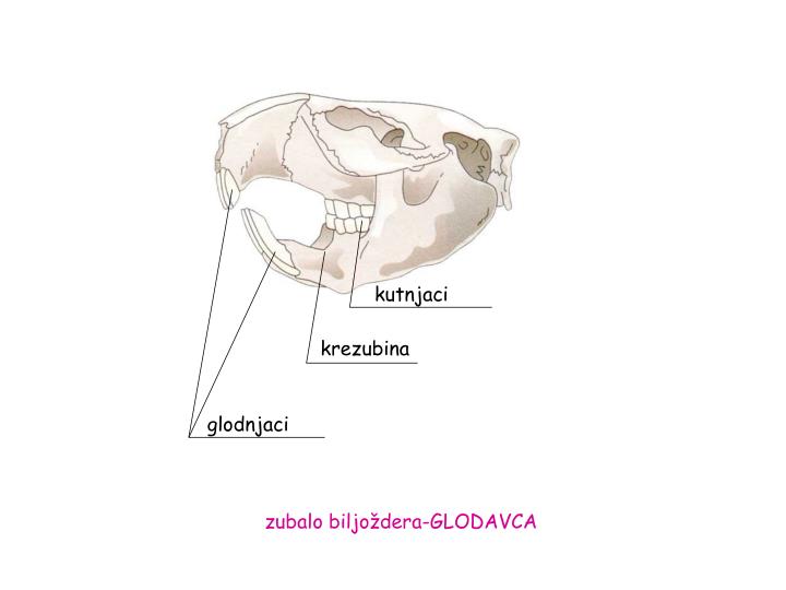 PPT - Sjeti se svog kućnog ljubimca... PowerPoint Presentation - ID:6904937