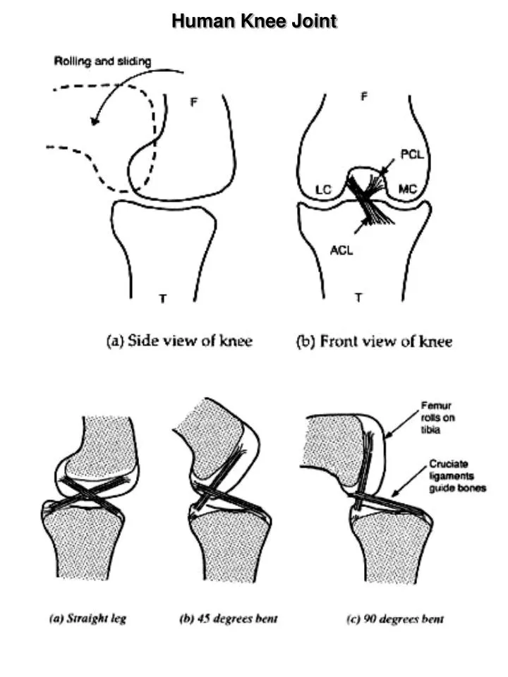 PPT - Human Knee Joint PowerPoint Presentation, free download - ID:6905896